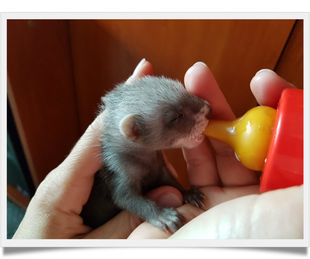 Top 10 facts about ferrets you didn't know - Known Pets
