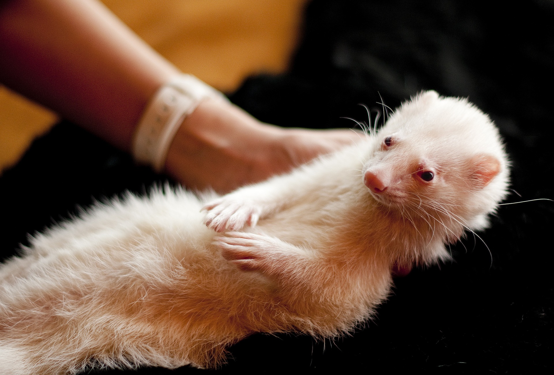 Top 10 facts about ferrets you didn't know - Known Pets