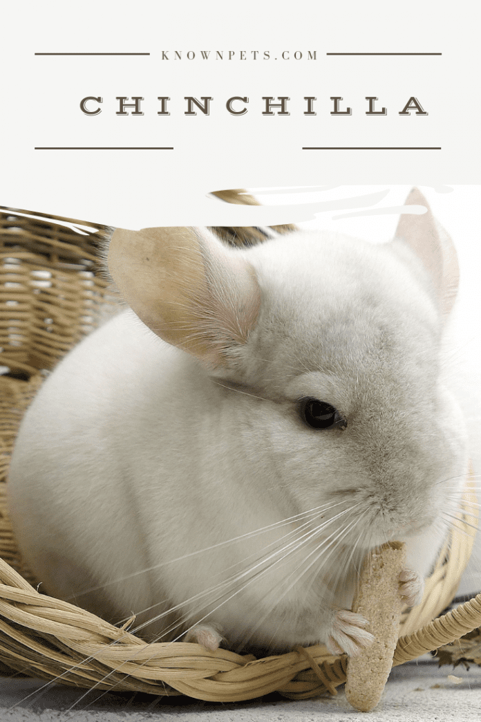 Top 10 Mind blowing facts about chinchillas - Known Pets Top 10 Mind blowing facts about chinchillas - Known Pets